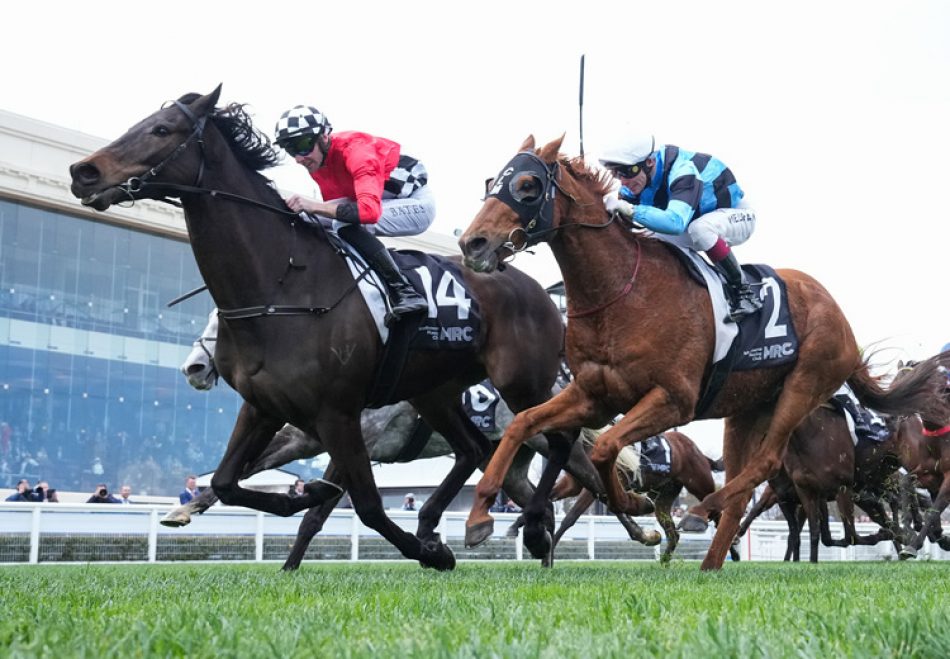 Spring Cups Dreaming for Revelare - Coolmore