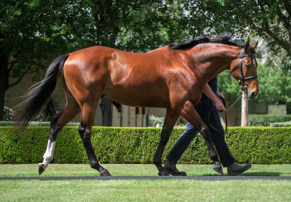 Well Regarded Saxon Warrior Colt Gets Off The Mark In Style - Coolmore