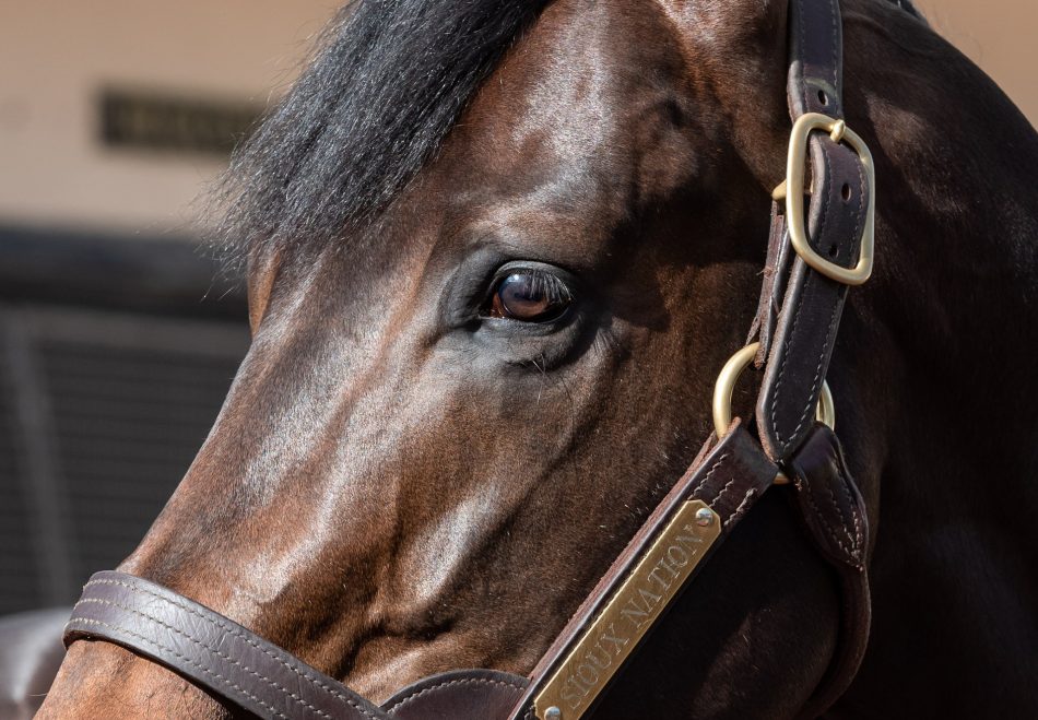 Sioux Nation Filly Impresses With Debut Win - Coolmore