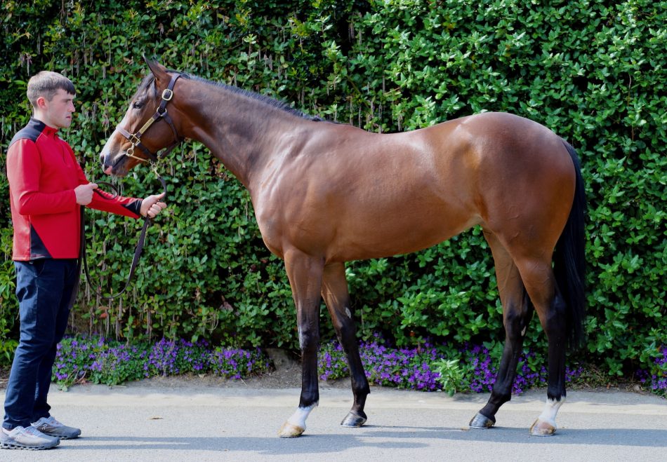 Sioux Nation Fillies Leads The Way At Tattersalls Ireland - Coolmore