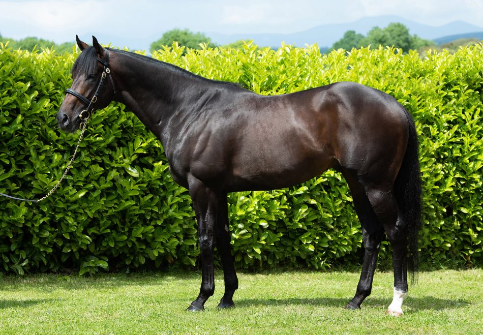 Sioux Nation Filly Wins Maiden In Smart Fashion - Coolmore