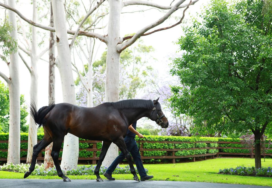 So You Think 2006 – 2025 - Coolmore