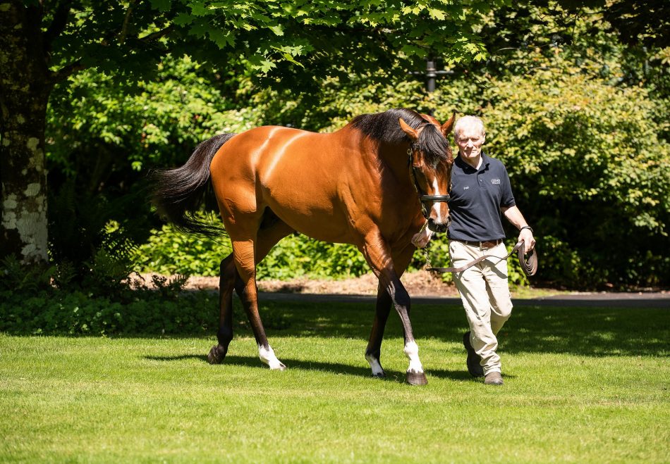 St Mark’s Basilica Colt Wins Again - Coolmore