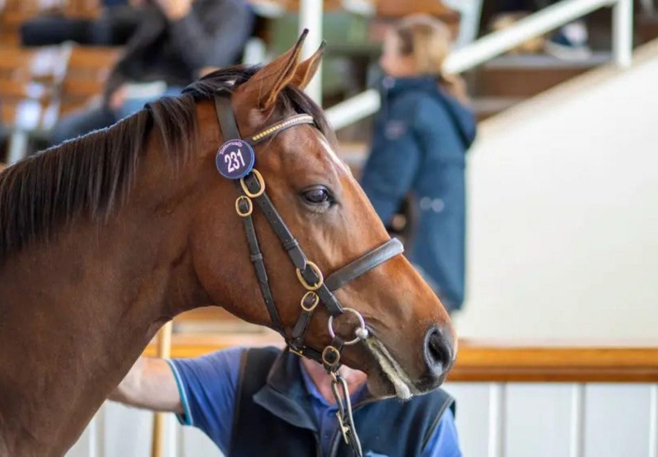 Second-Crop Son Of St Mark’s Basilica Brings 800,000gns At Tattersalls ...