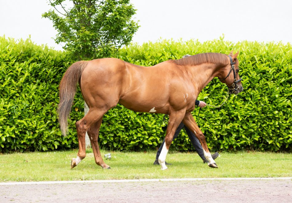 Starspangledbanner Mare Completes Hat-Trick In Grade 3 Stakes - Coolmore