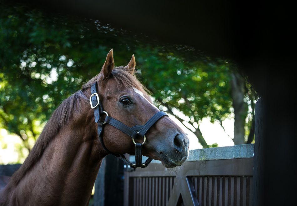 Juvenile Starspangledbanner Filly Gets Off The Mark - Coolmore