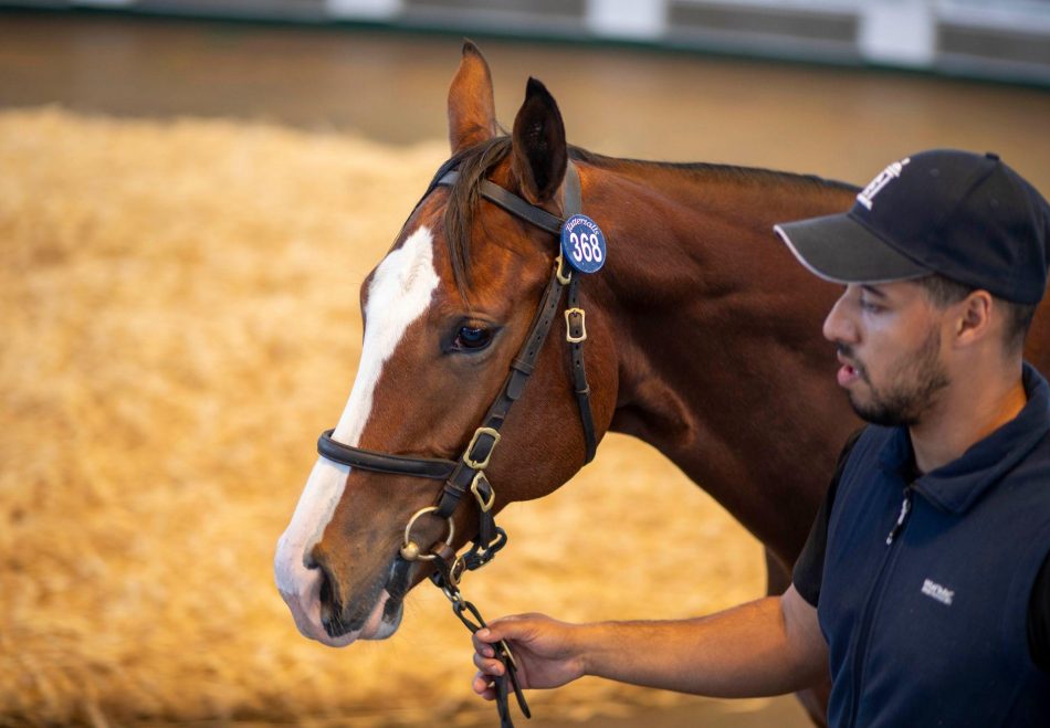 Well-Related Starspangledbanner Filly Makes 500,000gns At Tattersalls ...