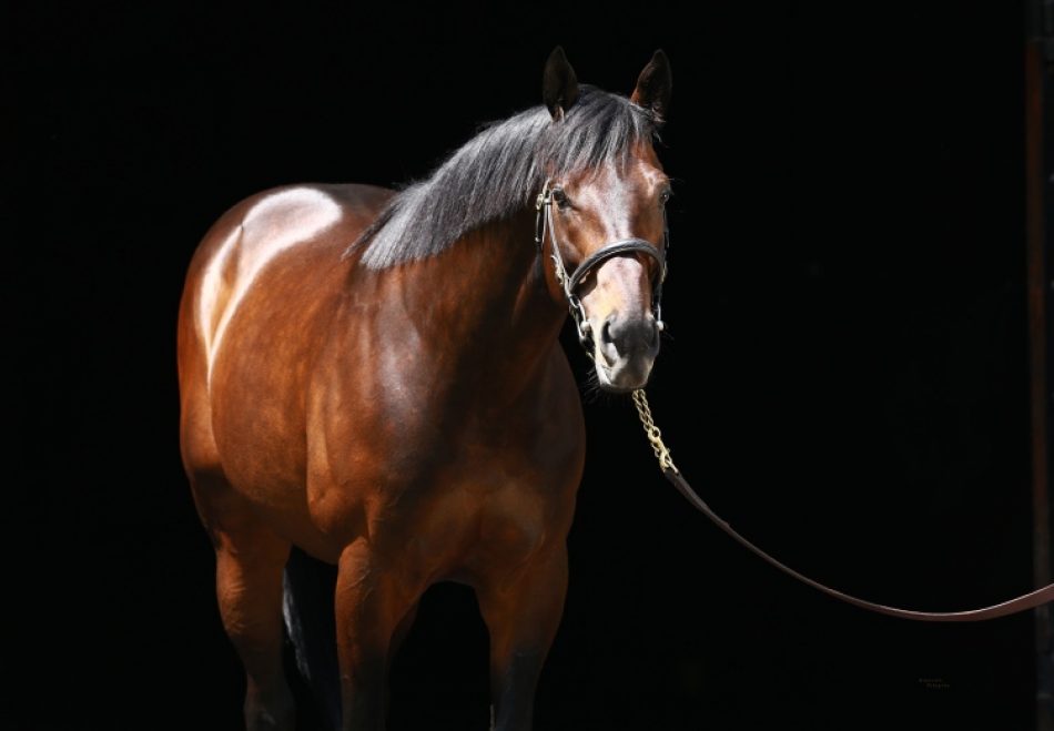 Uncle Mo - A Perennial Top 10 Stallion - Coolmore