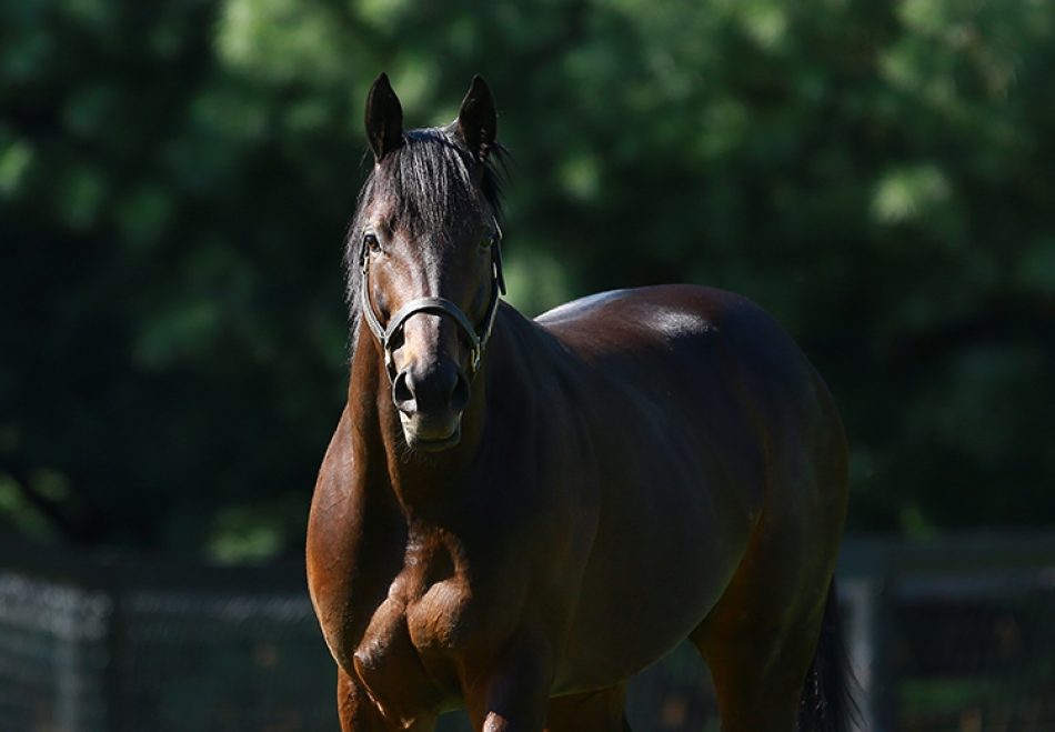 Uncle Mo Colt Earns ‘Rising Star’ Honors on Debut - Coolmore