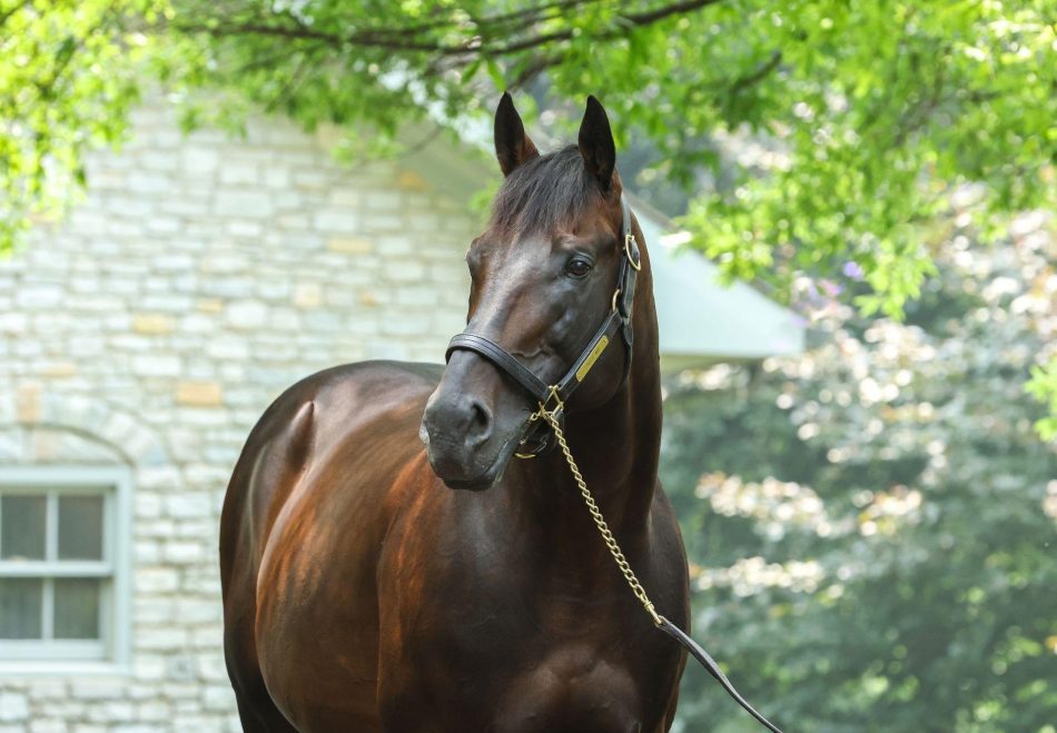 Long Neck Paula Doubles Up In Bowman Mill - Coolmore