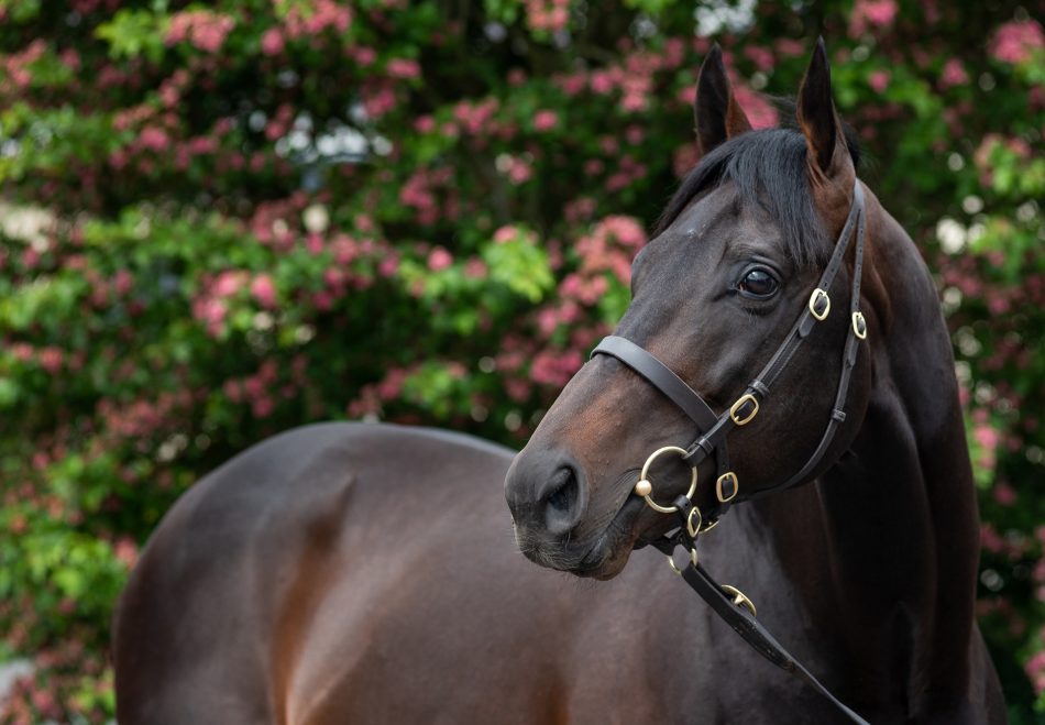 Vadamos Gelding Lands First Win Over Hurdles - Coolmore