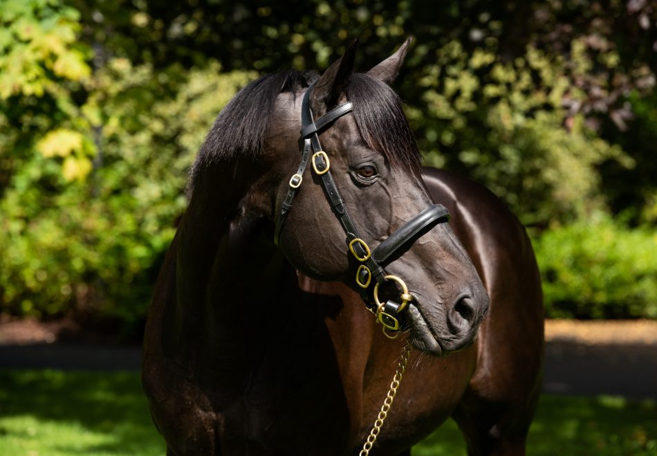 Wootton Bassett’s Stellar Appeal Reaches Million Mark - Coolmore