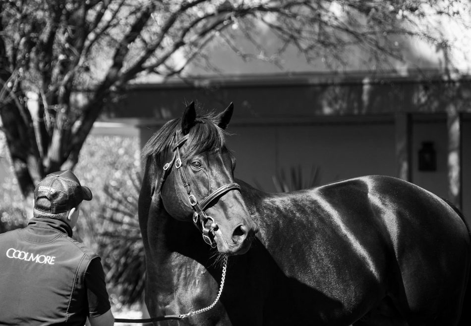 Smart Wootton Bassett Colt Lands Debut Success - Coolmore