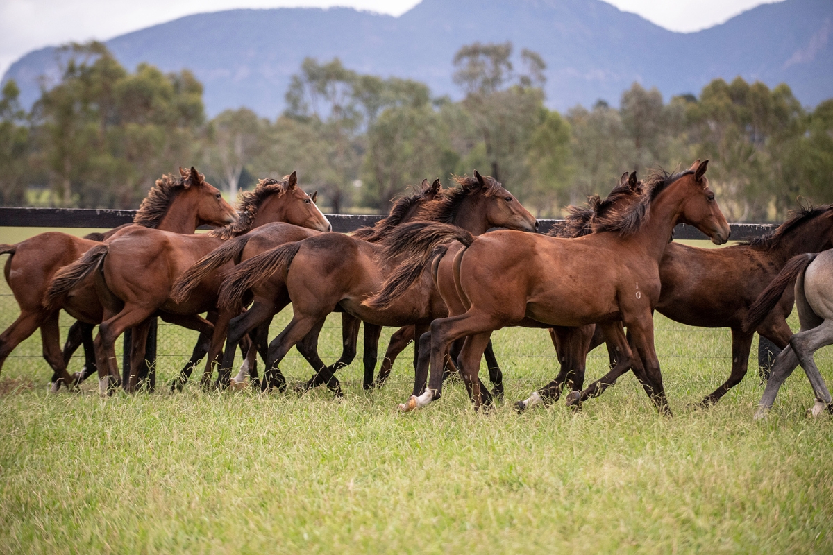 Gallery - Coolmore