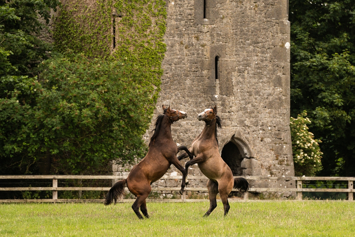 Farm Tours - Coolmore