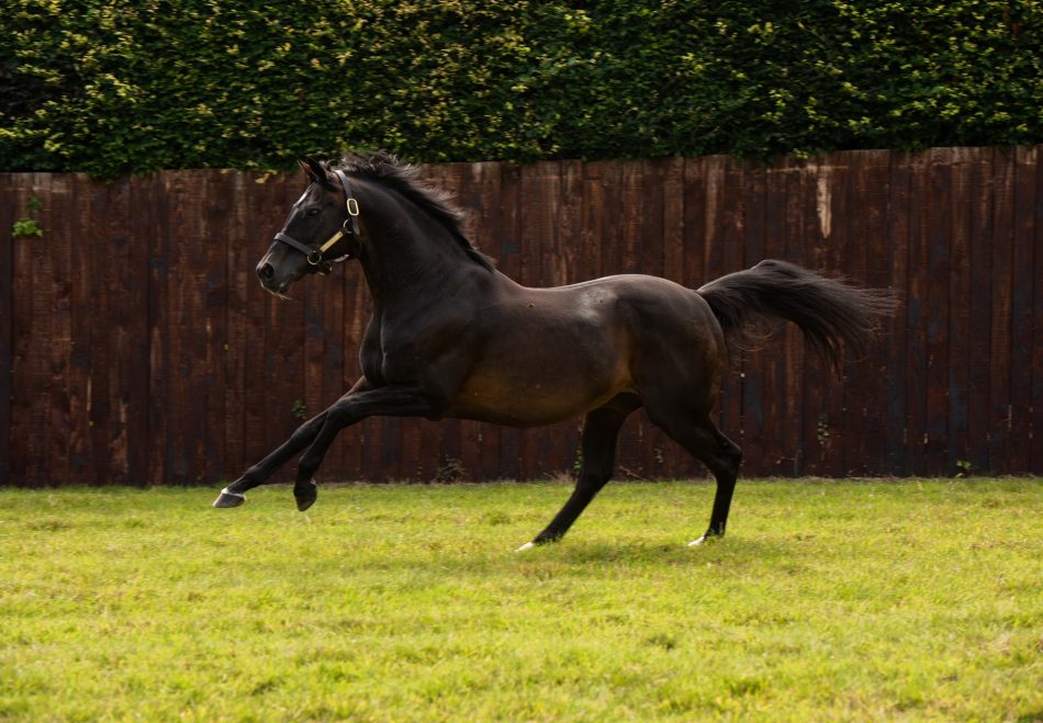 Son Of Yeats Draws Clear In Maiden Hurdle - Coolmore