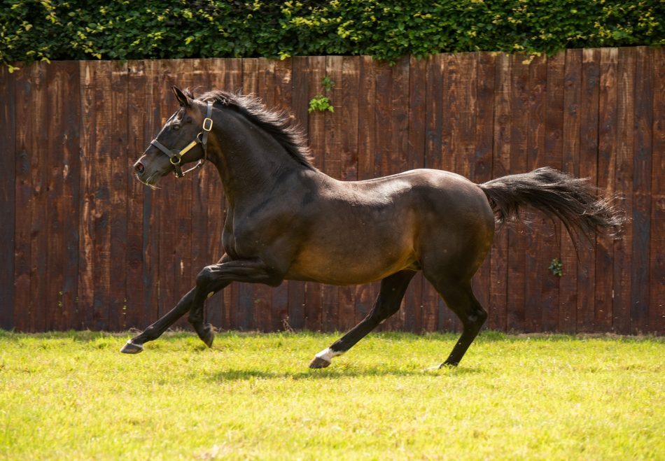 Promising Son Of Yeats Strikes On Rules Debut - Coolmore