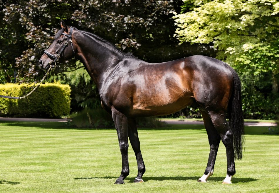 Son Of Yeats Delivers On First Attempt - Coolmore