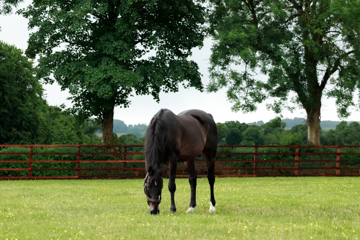 Yeats Stallion - Coolmore