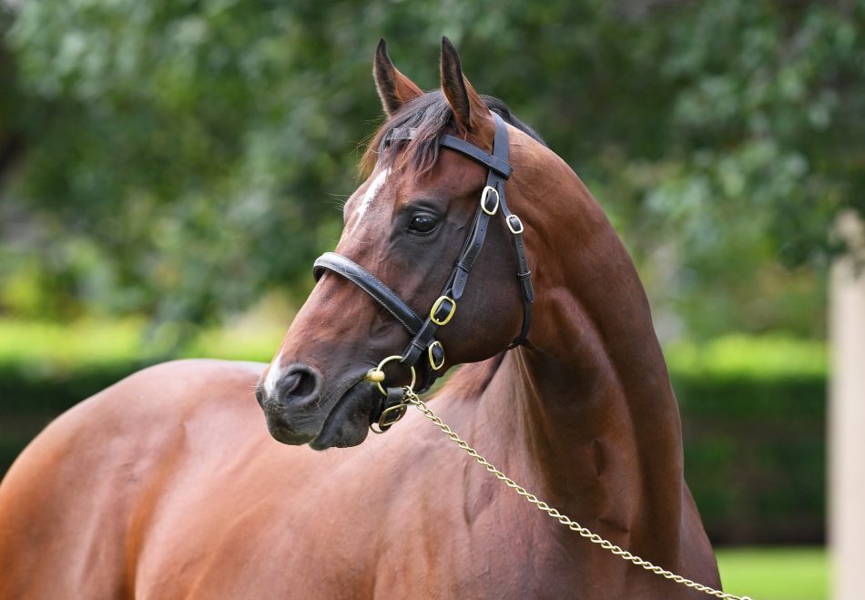 Promising Winner for Yes Yes Yes - Coolmore