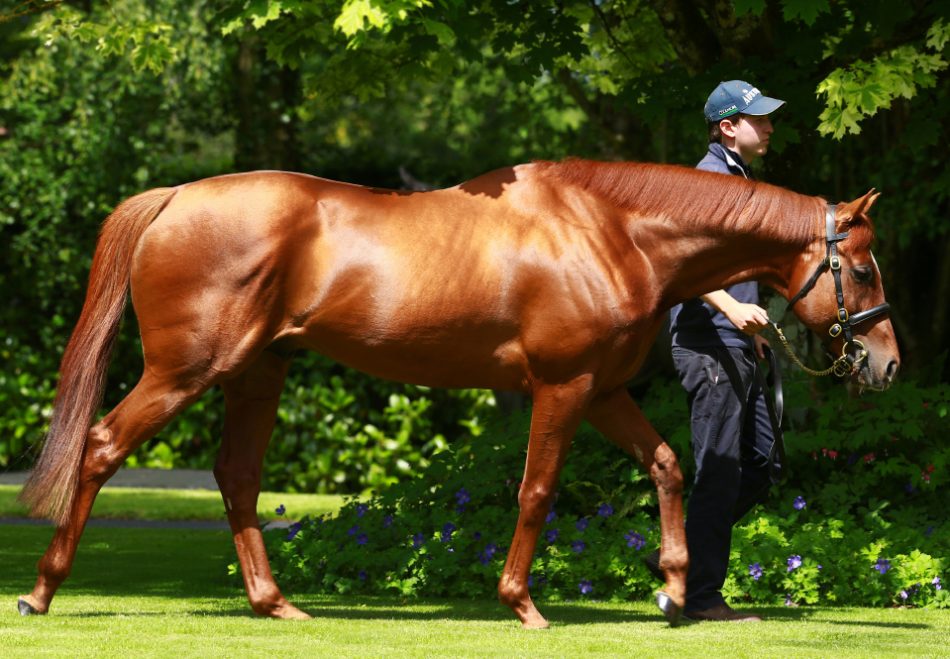 Promising Daughter Of Australia Goes One Better - Coolmore