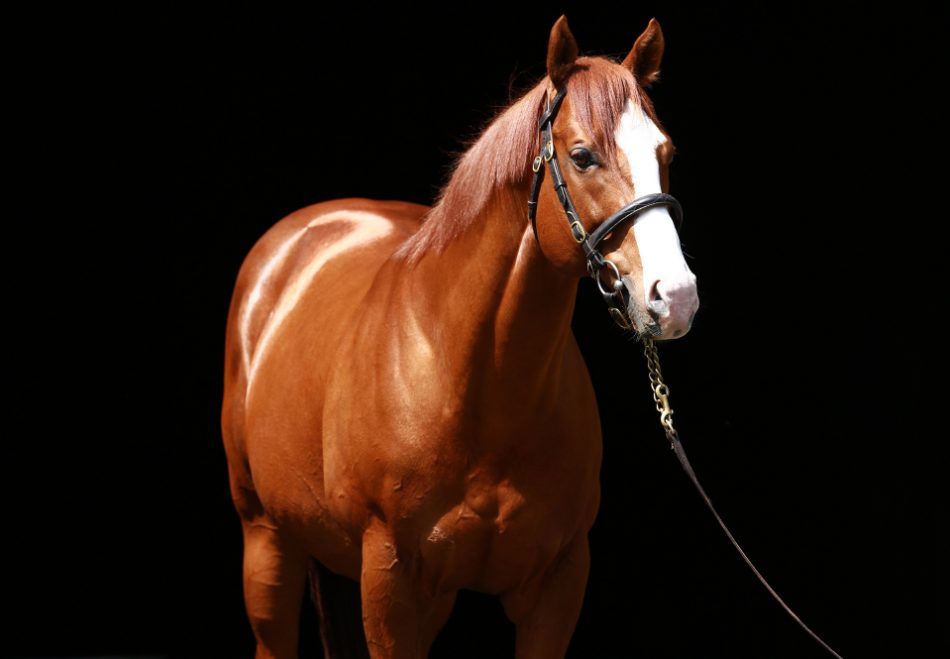 Slippers Impressive on Debut for Munnings - Coolmore