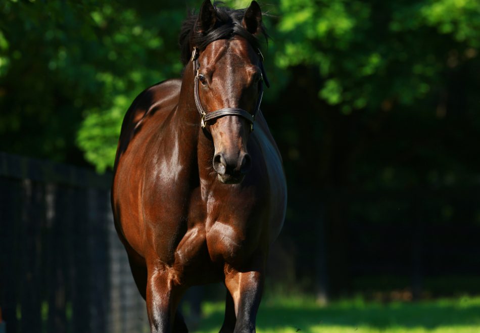 Mo Mosa Brother Brings $350,000 at Fasig-Tipton October - Coolmore