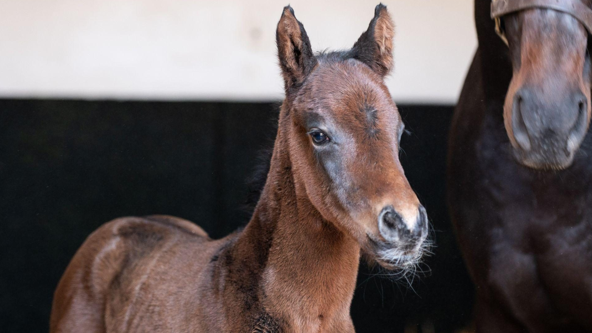 First Foals Have Arrived For Auguste Rodin and City of Troy - Coolmore