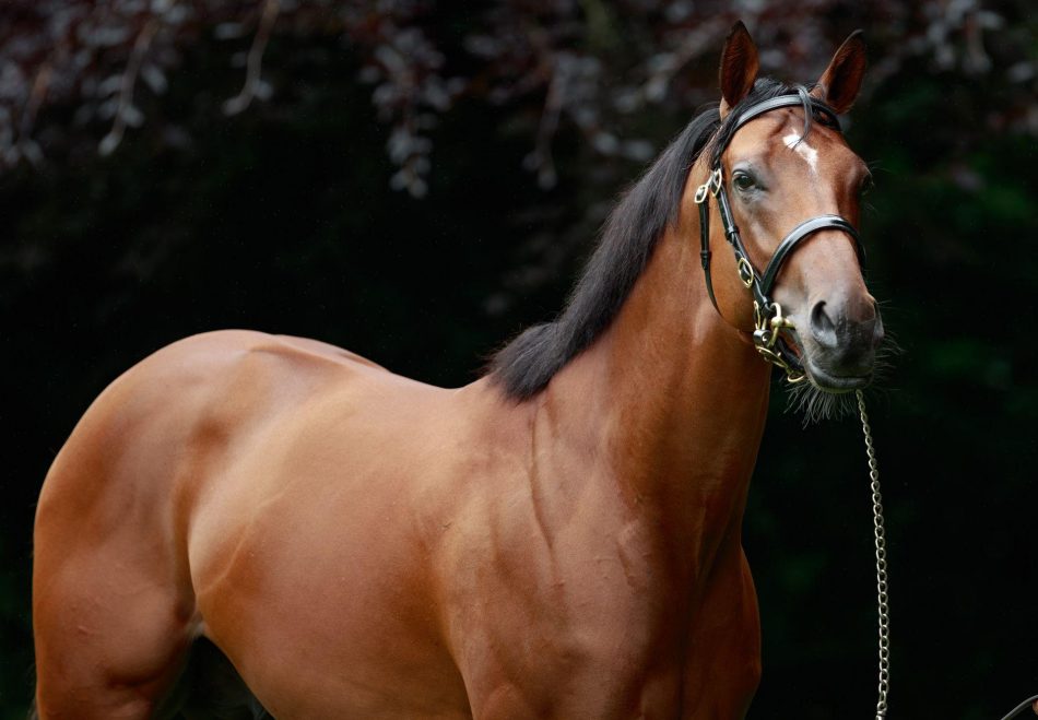 High-Class Group Of Mares In Foal To City Of Troy Head To Tattersalls ...