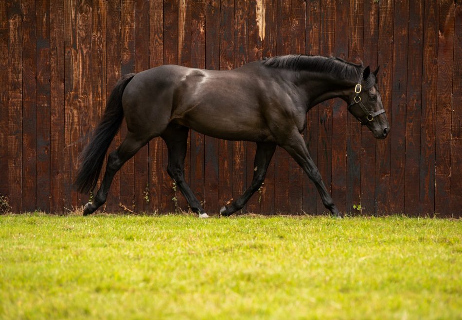Exciting Son Of Maxios Impresses On Rules Debut - Coolmore