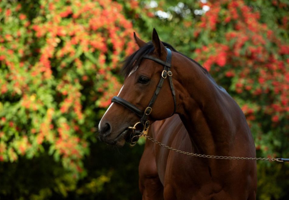 Smart New Debut Winner For St Mark’s Basilica - Coolmore