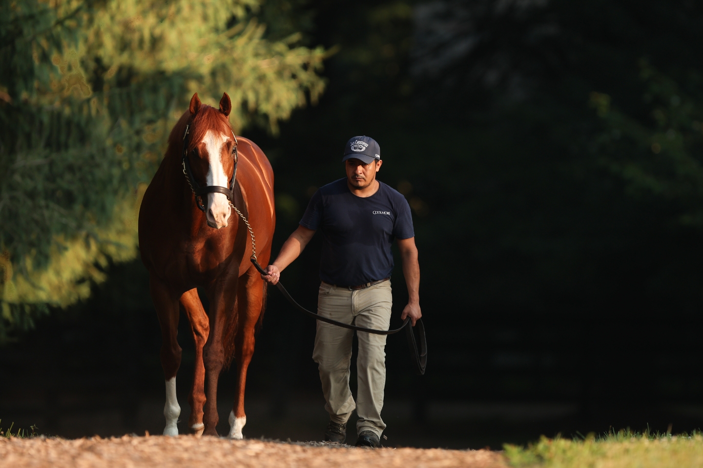 Coolmore | Home Of Champions